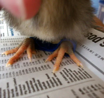 Spraddle Leg and Curled Toes in Baby Chicks | Prevention and Treatment ...