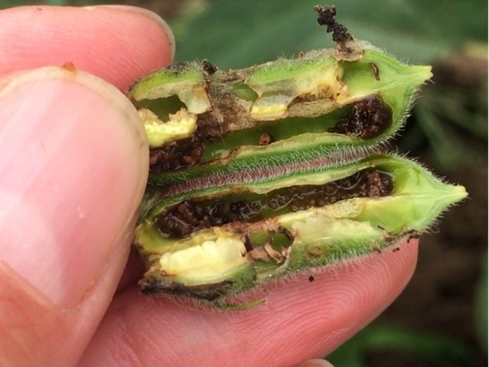 RGV Bug Blog: Sesame Leafroller / Sesame Webworm