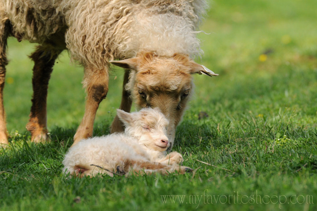 Punkin's Patch: Anatomy Of A Nap