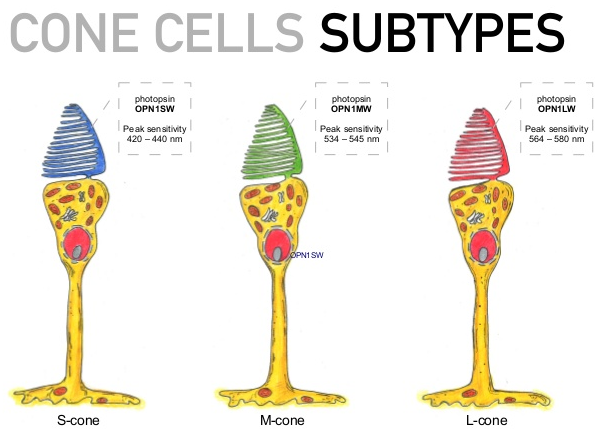 Z92 - Data events: Data 52 - Mccone commission on eye cones and Mull ...
