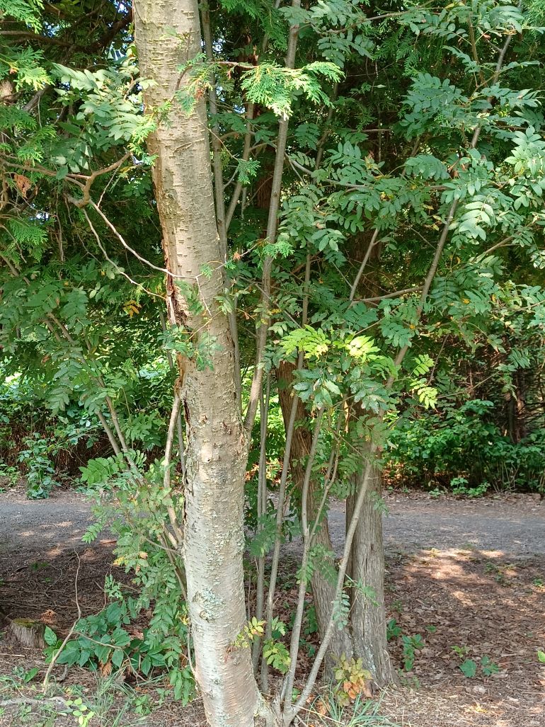 Future Plants by Randy Stewart: Sorbus - Mountain Ash