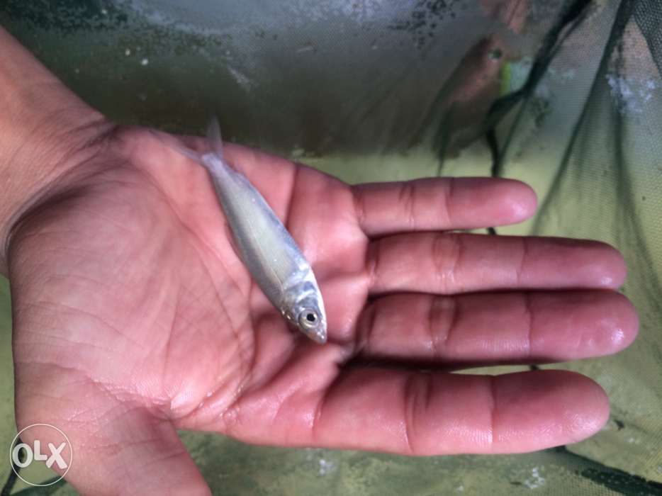 Milk Fish Freshwater or Saltwater - Frozen Milkfish, Buy Frozen ...