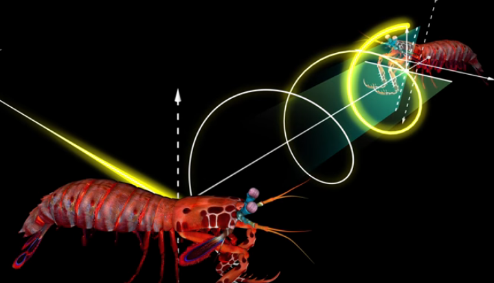 Which can be interpreted only by anothermantis shrimp.