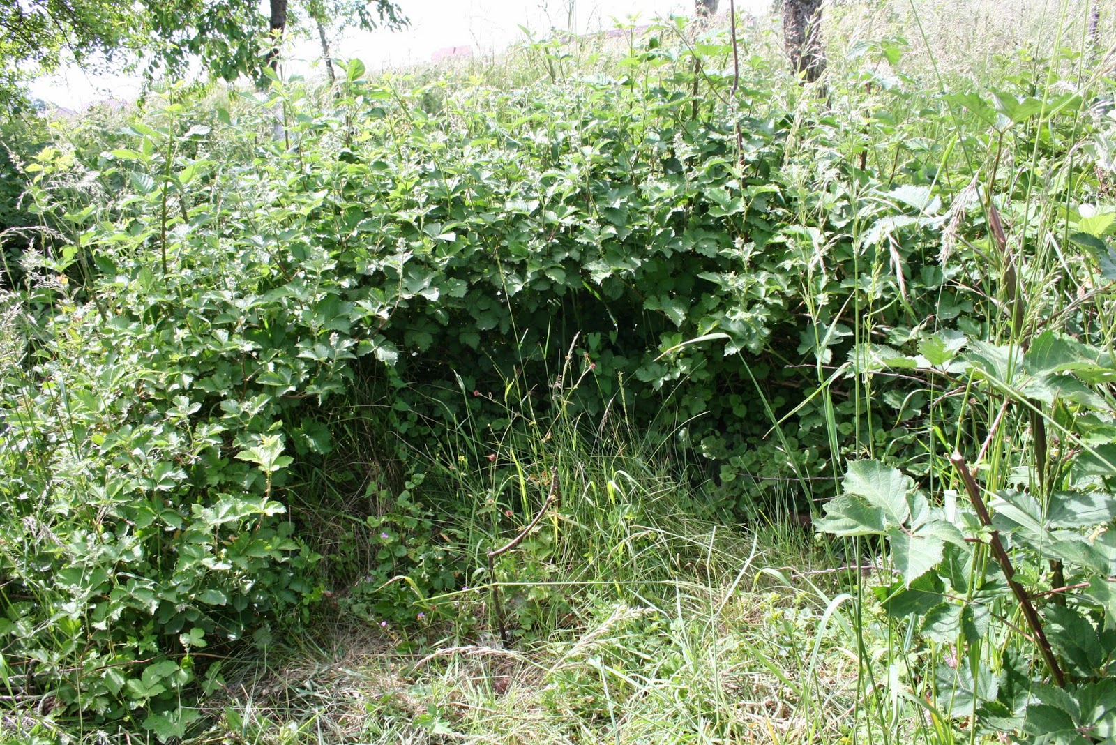 Breuillet Nature: Comment cultiver avec les Ronces?