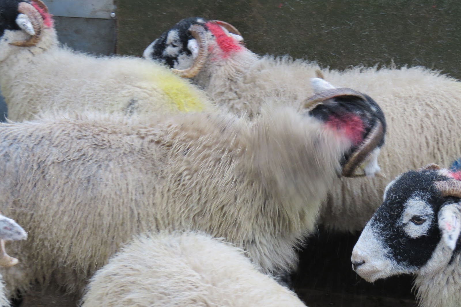 Pry House Farm www.upperswaledaleholidays.co.uk: Dipping Sheep