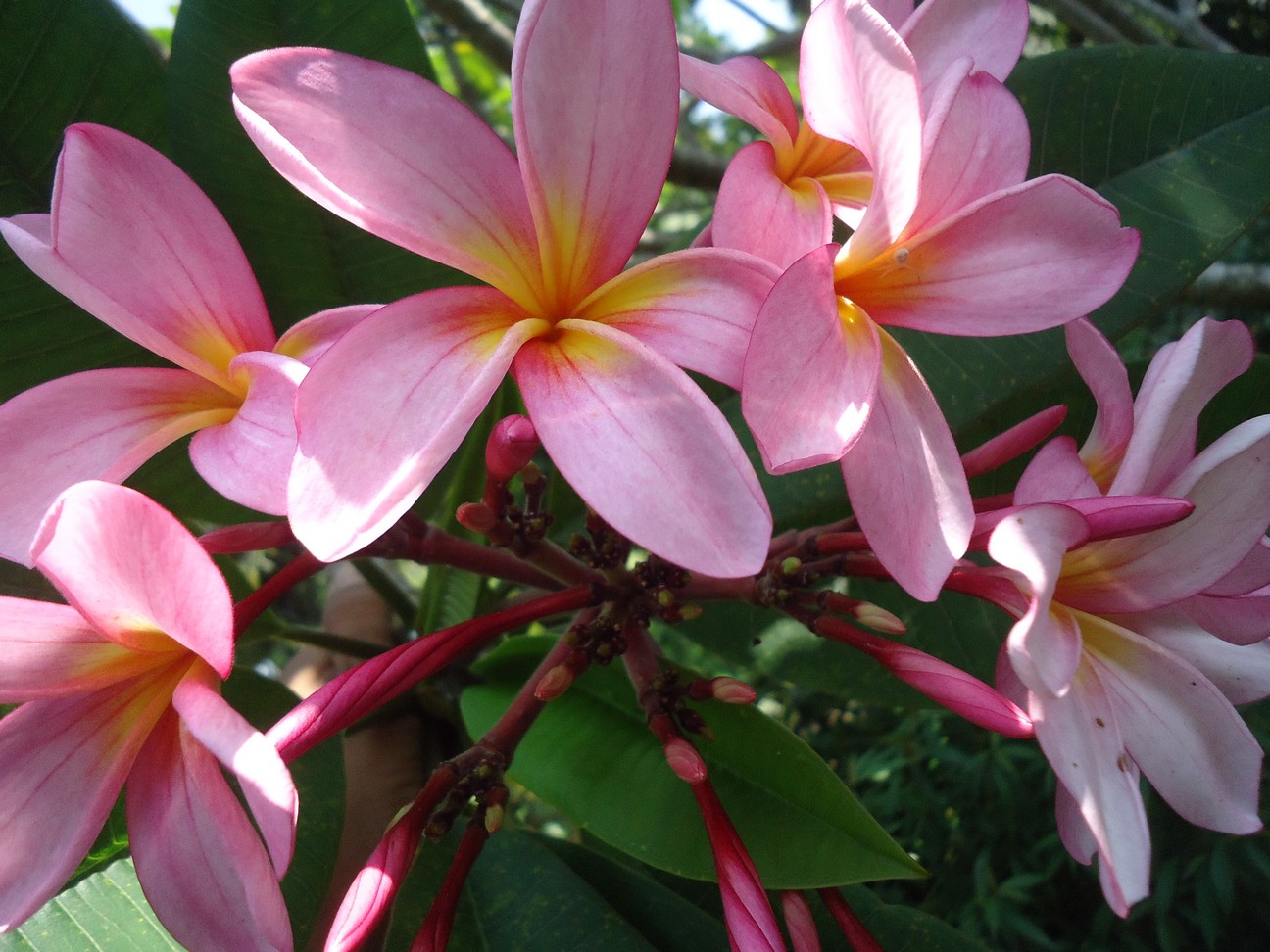 WALLPAPER BUNGA KAMBOJA - Rumah Daun Muda