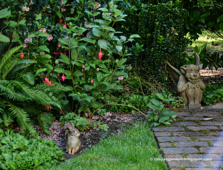 MySecretGarden: Some Pictures of My June Garden