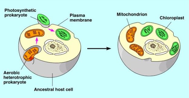 IDE O ŽIVOT: DvC: (γ) ČLOVEK. Odkedy je potomok v maternici človekom.