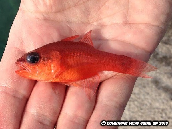 Something Fishy Going On: Species hunting fun on Kefalonia.