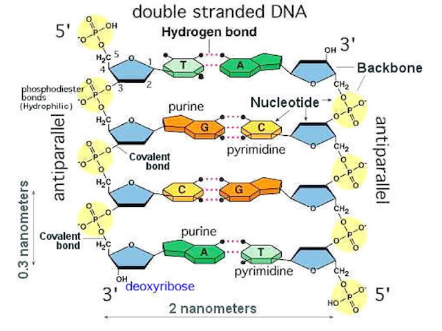 BIOLOGI GONZAGA: SINTESA LEMAK