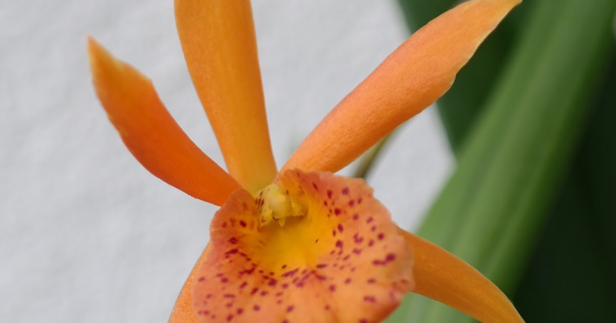 Blc. Golden Mul 'Orient'
