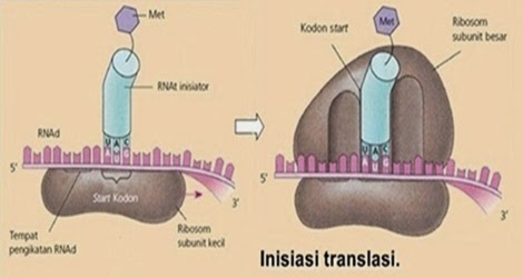 BIOLOGI TOPI BIRU: SUBSTANSI GENETIKA