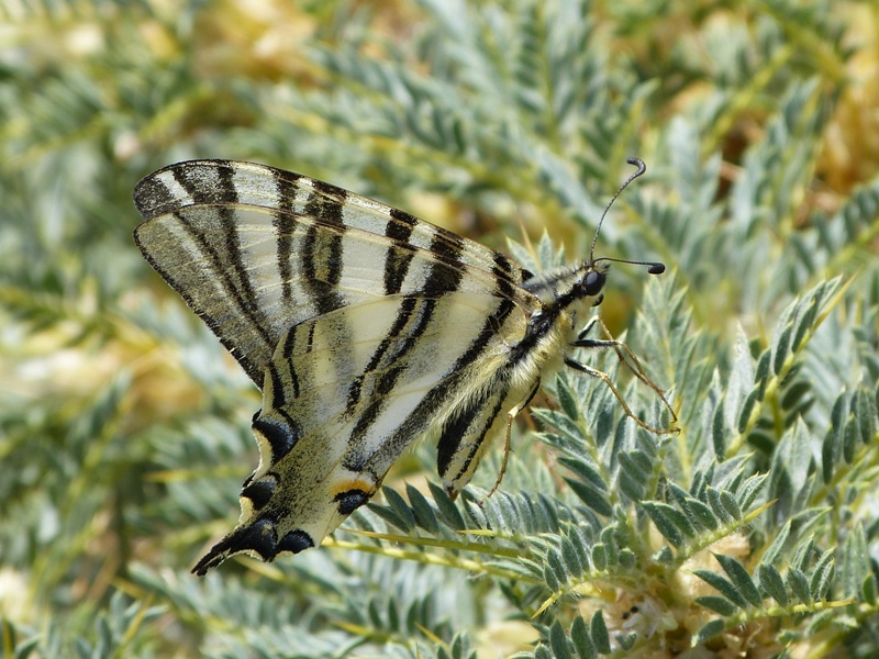 Butterfly Notes: Sierra Nevada Butterflies - July 2016 (4)