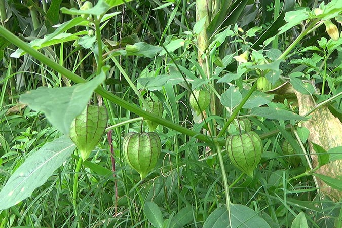Pygmy groundcherry (Physalis minima)