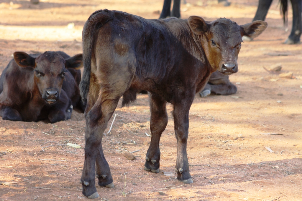 My Little Drummer Boys: Wordless Wednesday ~ Baby Angus