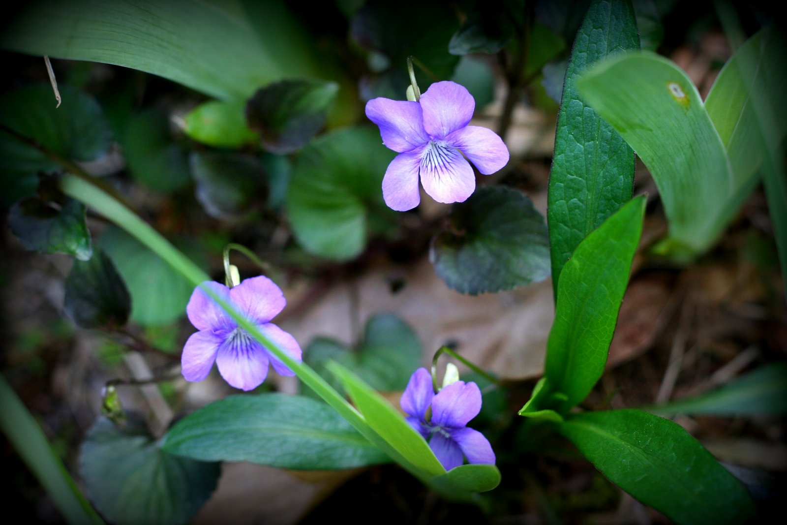 Sweet Violets