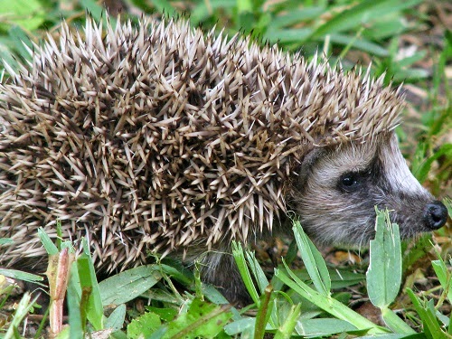 Classificação Eutéria ~ Biólogo Esperto