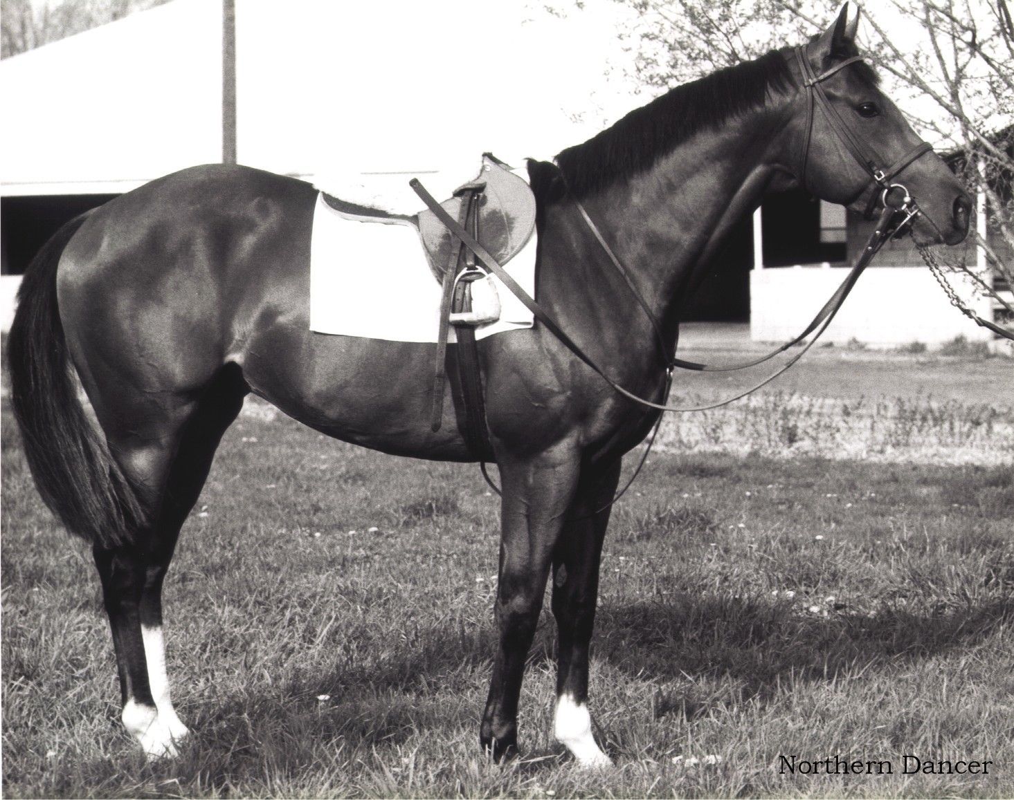 albatroz bloodstock USA: THE LEADING SIRES AROUND THE WORLD FROM ...