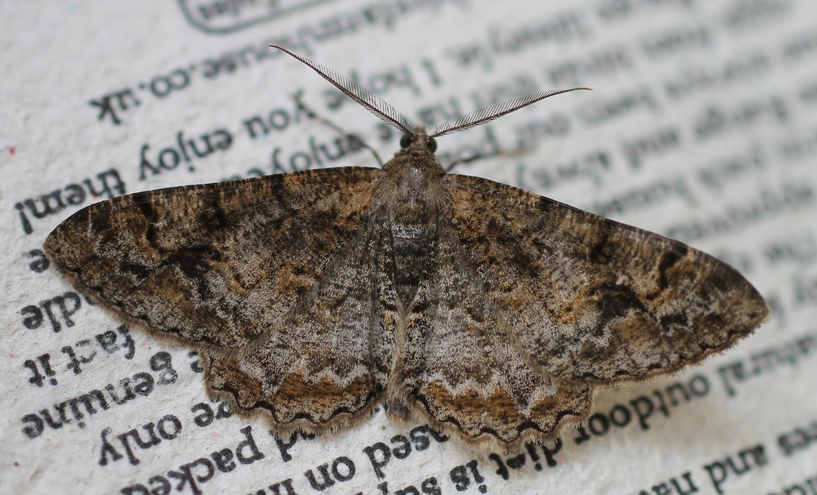 Shandy Hall Moths: 16 July 2013 - An Extensive Family.