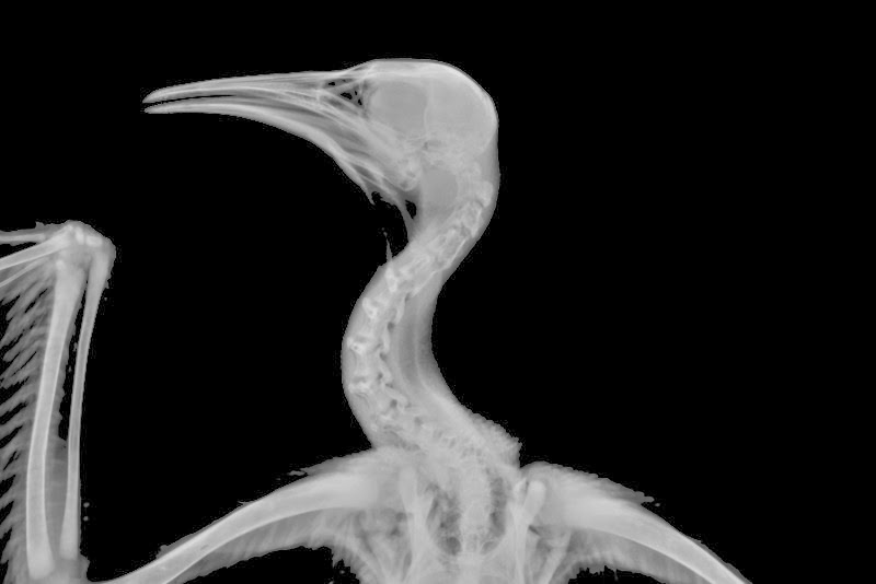 Love Bird X Ray at Aaron Battye blog