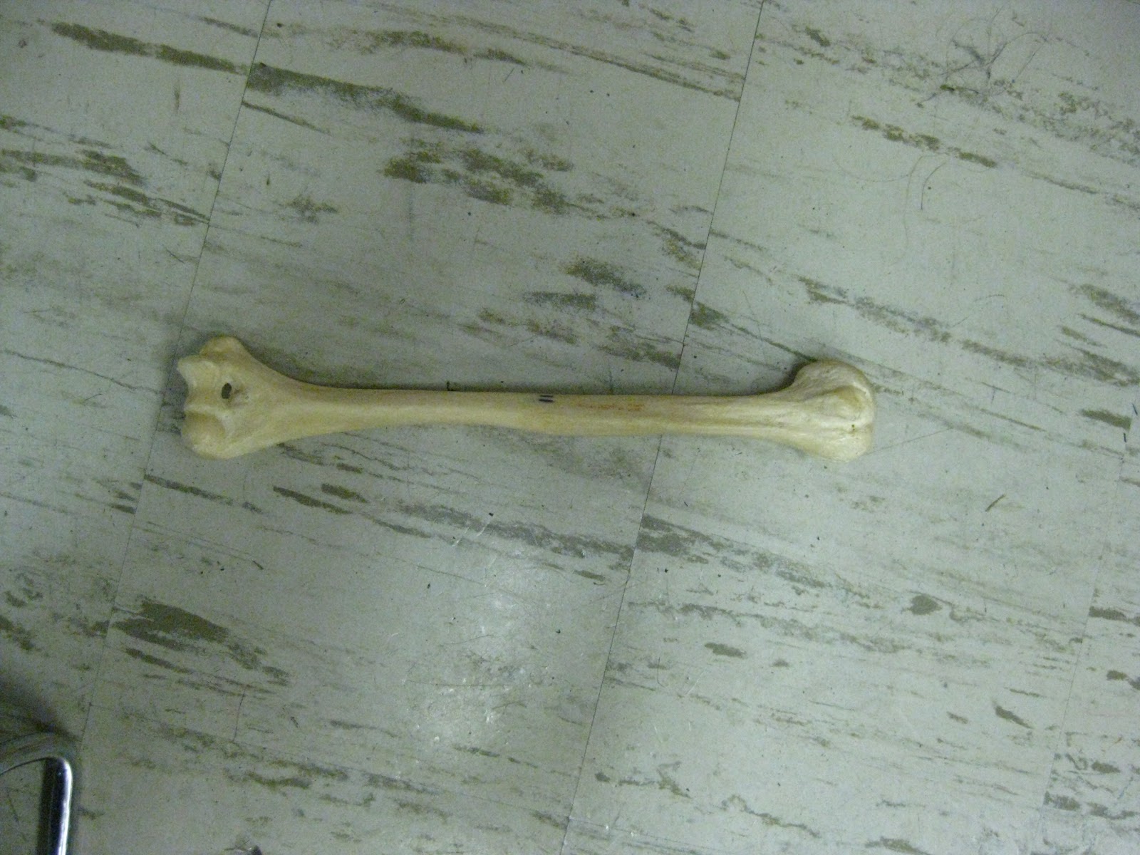 Boned: Human Skeleton - humerus