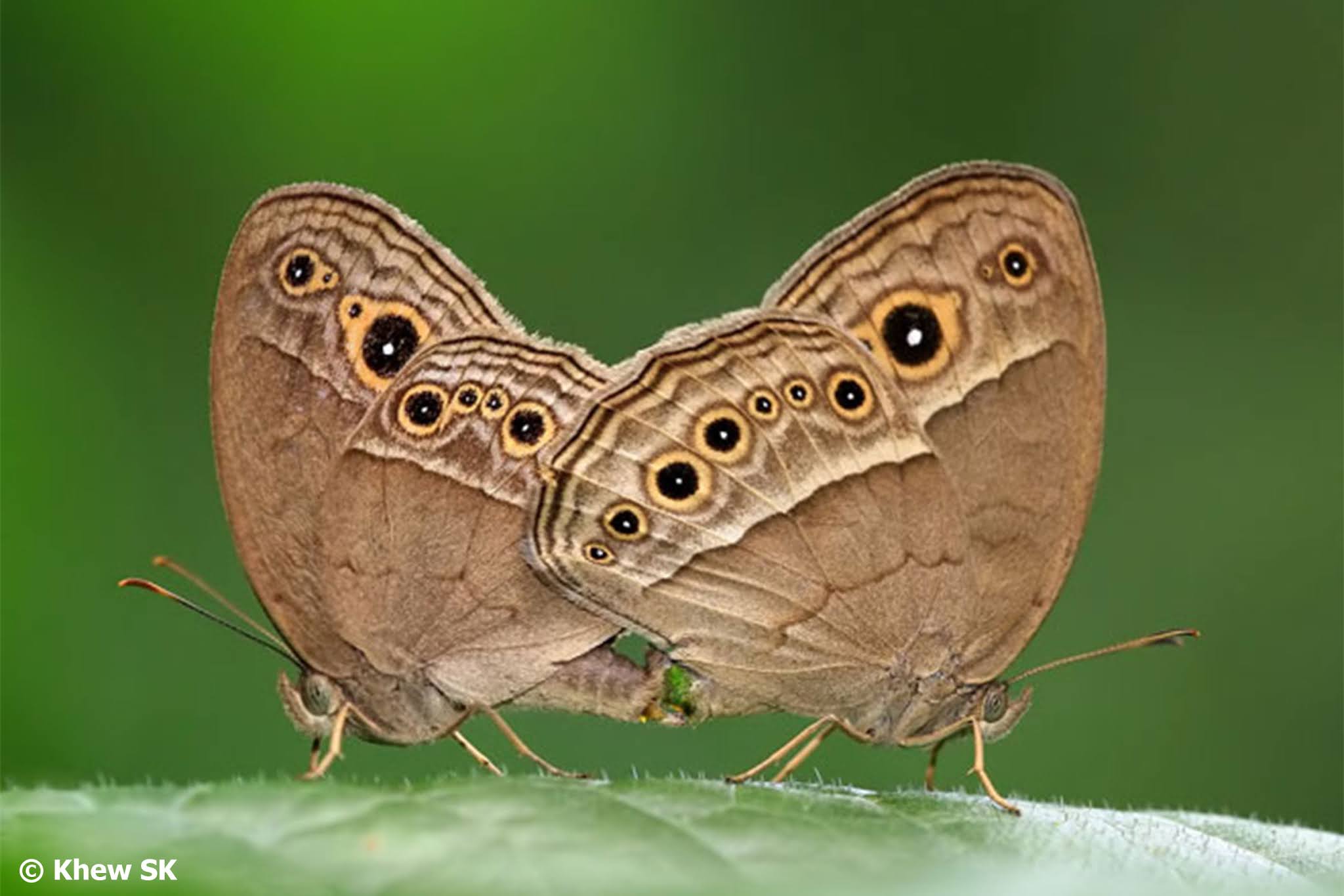 Butterflies of Singapore: Bush Browns of Singapore : Part 2