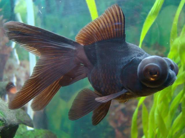 NarotoPeces: PEZ PERSONAJE "EL PEZ JAPONÉS"