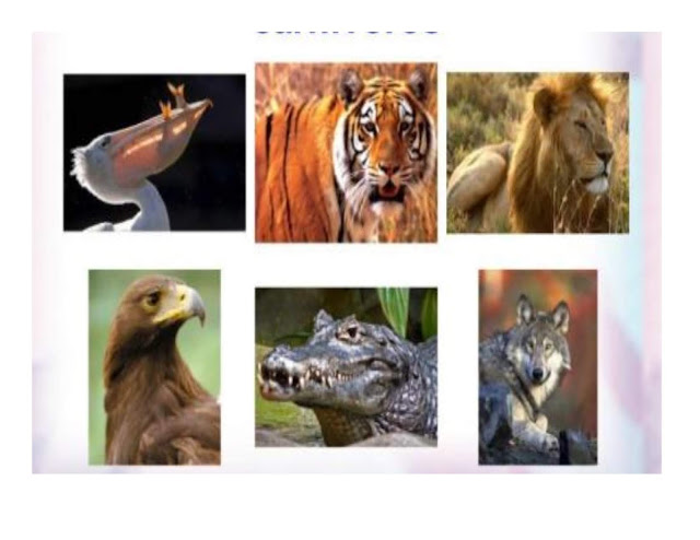 Animales carnívoros
