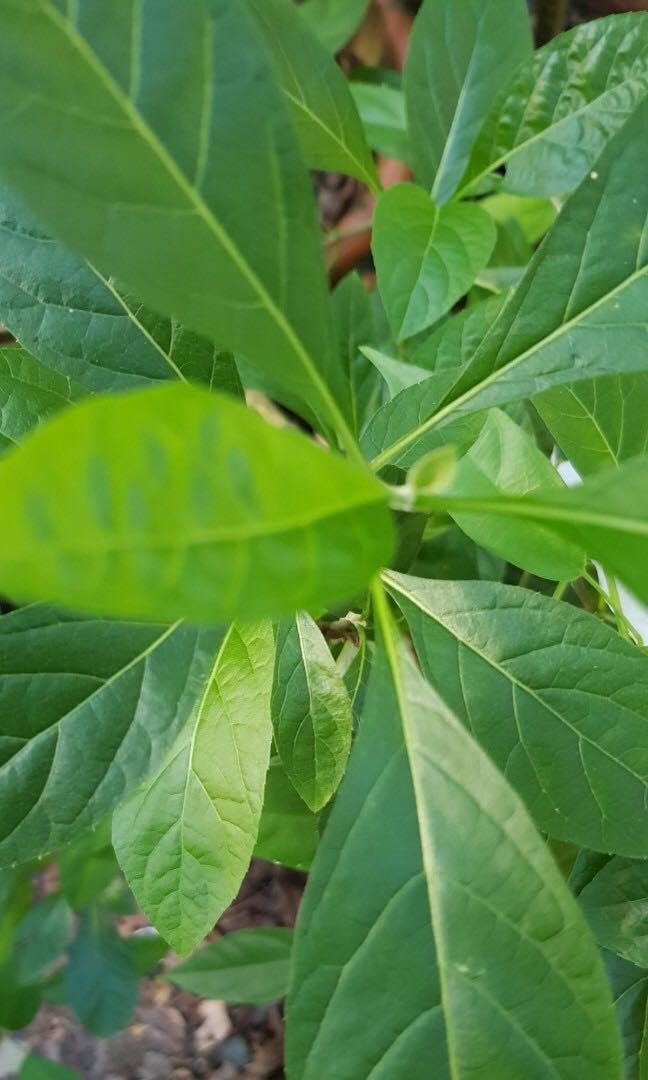 BITTER LEAF INSIGHTS