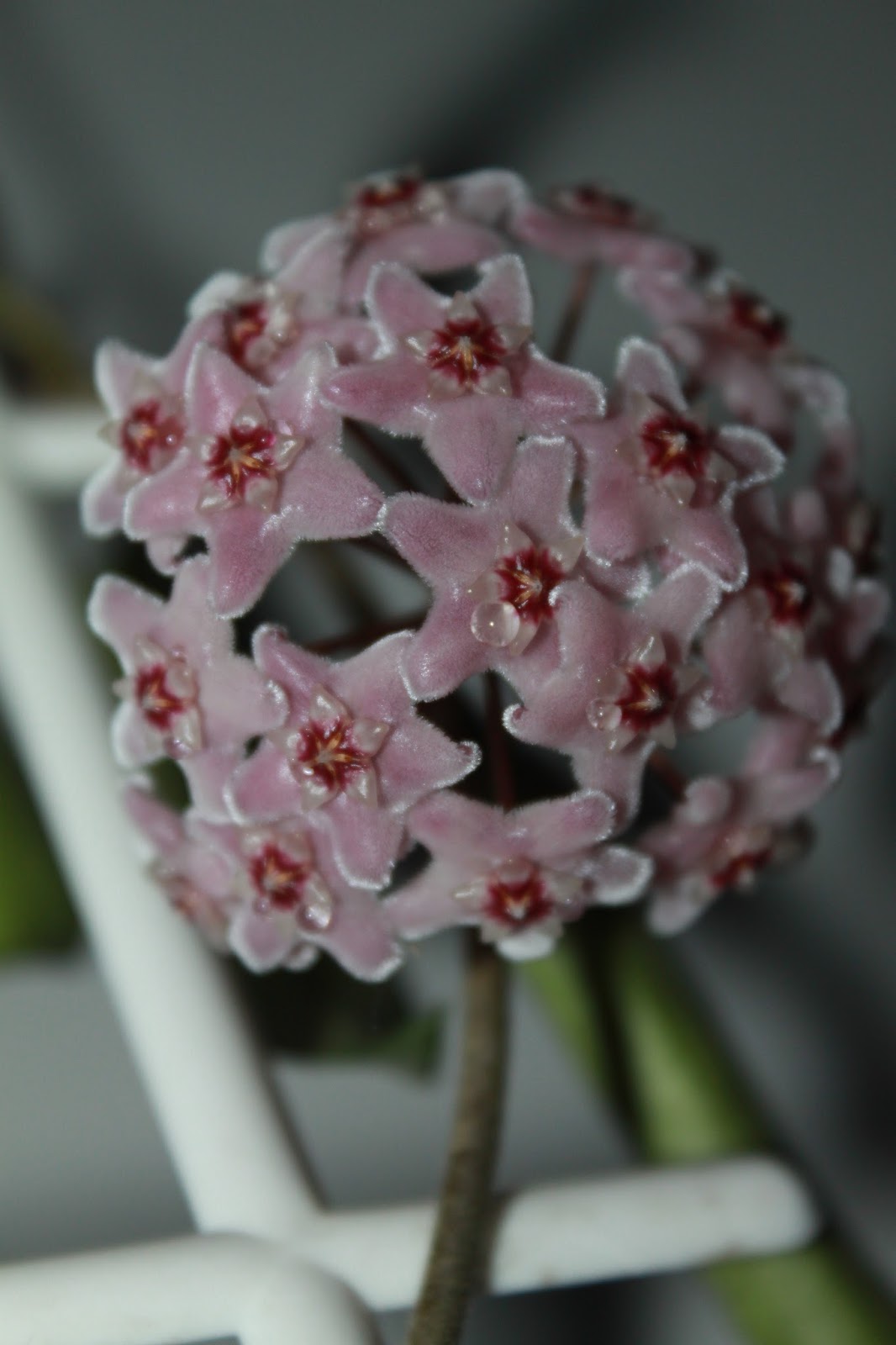 Hoyapassion: Hoya Minibelle splash leaves