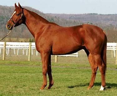 Horse Alazan - Characteristics, Types and Care