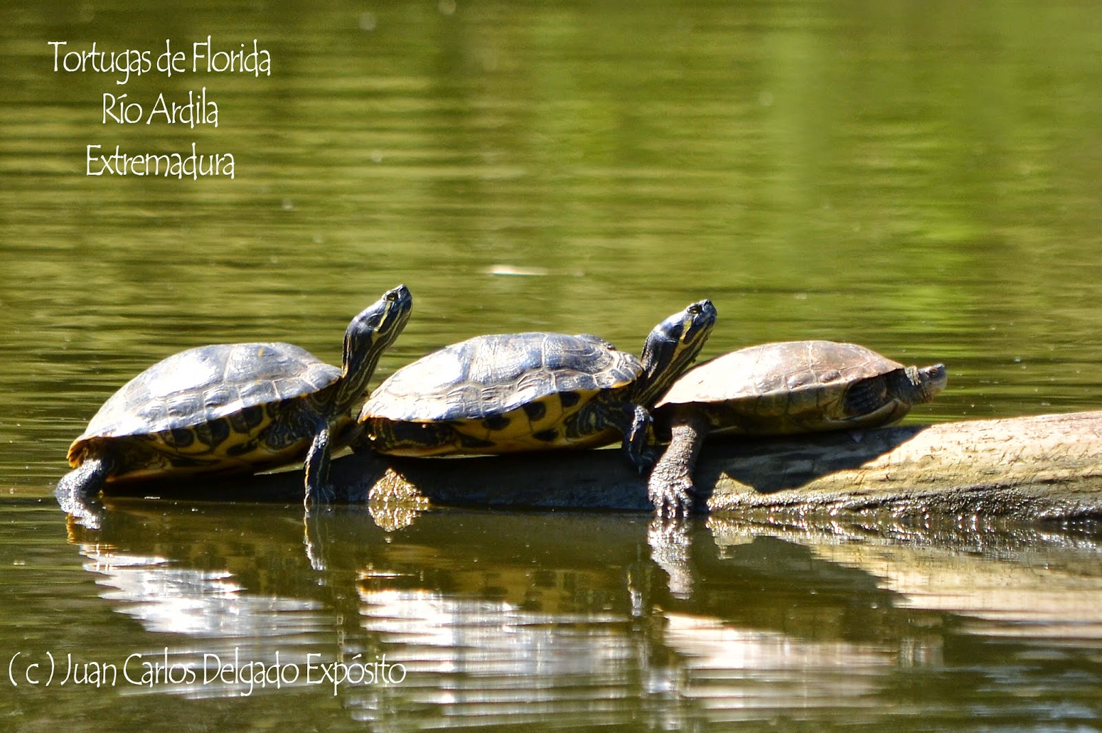 gurupendola: PRIMERAS CITAS DE TORTUGA DE FLORIDA EN EL RÍO ARDILA.