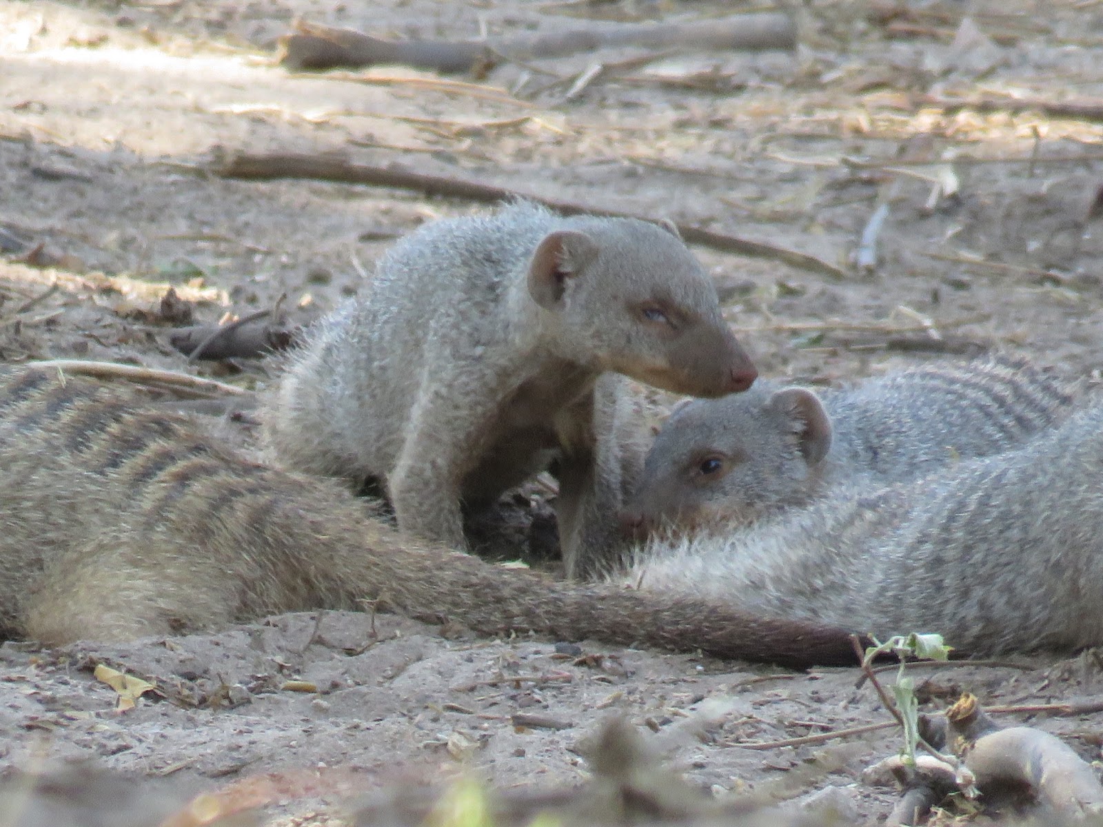 Bird & Travel Photos, Birding Sites, Bird Information: BANDED MONGOOSE ...