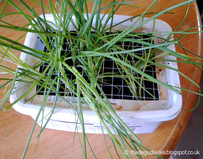 How to Make a Fresh Herb Degu Eatery