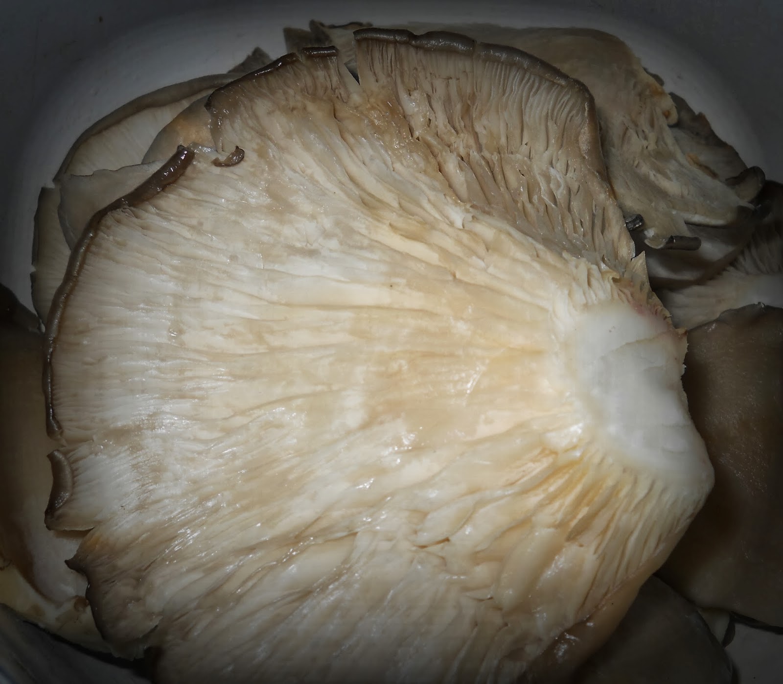 Write, Create & Design: Palarie-ntr-un picior, ghici ciuperca ce-i?