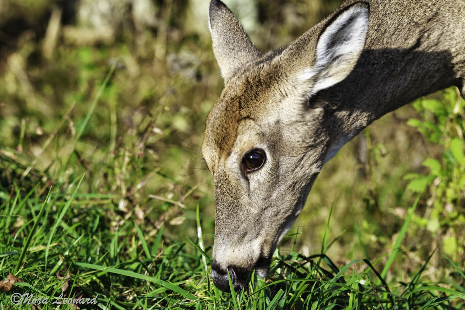 On the Wing: Share Your Nature Photos at the Library: April 21, 2014