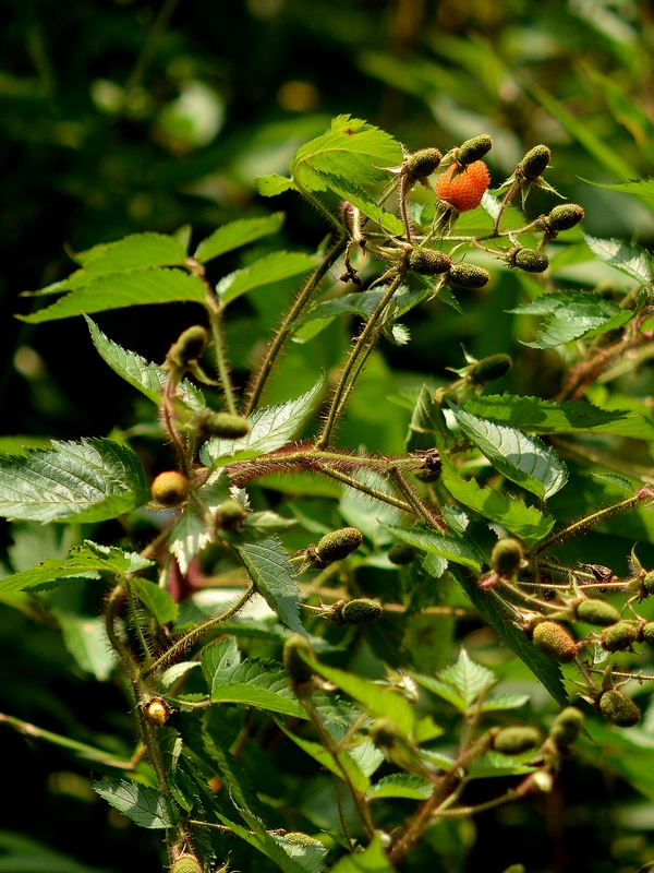 そよ風のなかで Part2: コジキイチゴ