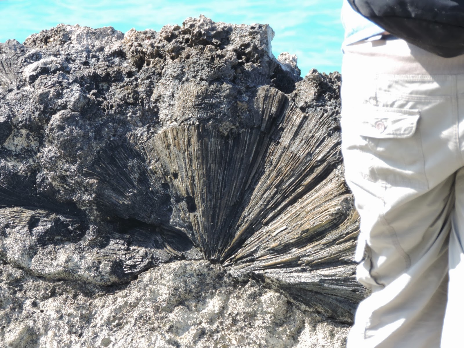 UALR Rocks!: Fossilized coral reef