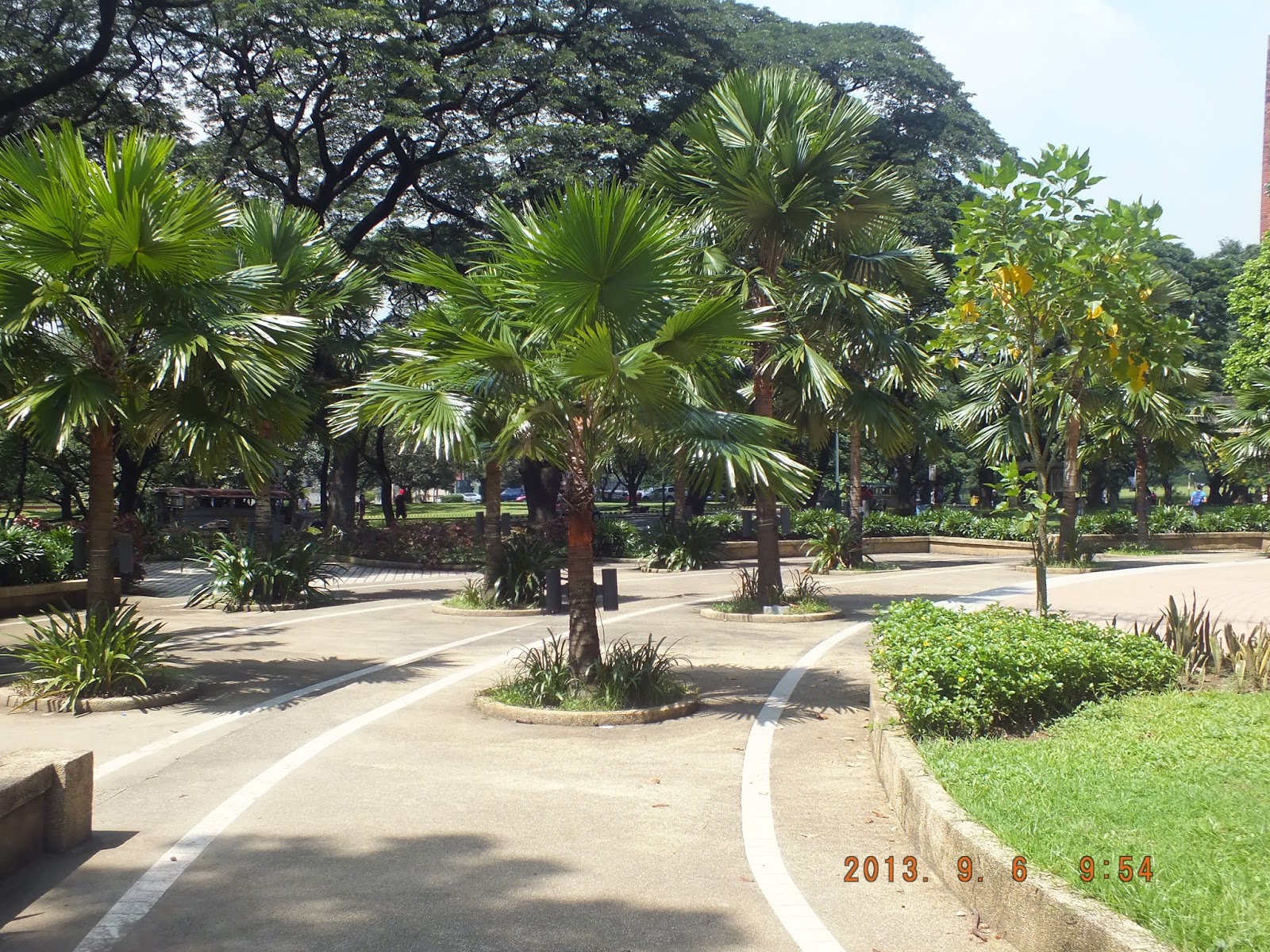 Photography with Dr. Ernie.: native trees: the Anahaw, Levistonia ...