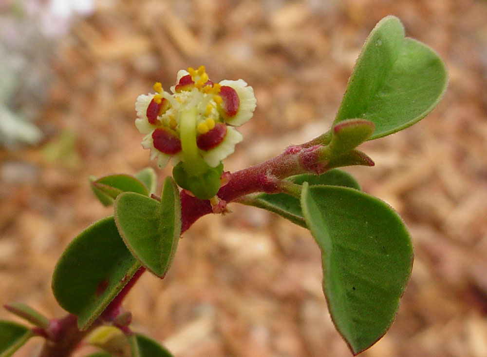 Mother Nature's Backyard - A Water-wise Garden: Plant of the Month ...
