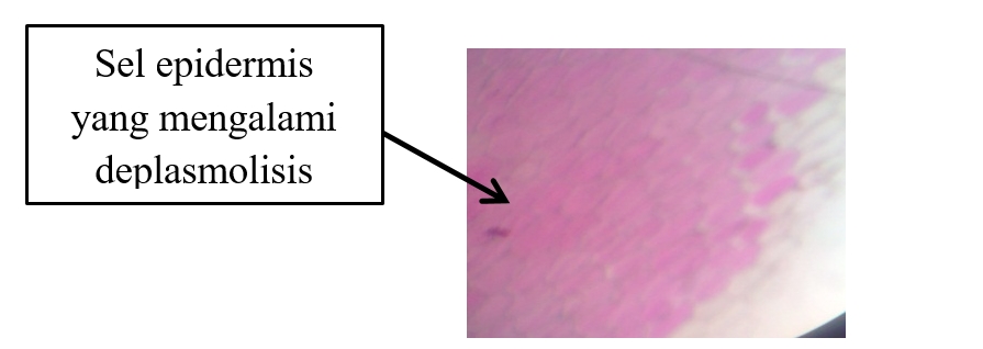 STRUKTUR SEL DAN FUNGSI FUNGSINYA: Difusi, Osmosis, Plasmolisis dan ...