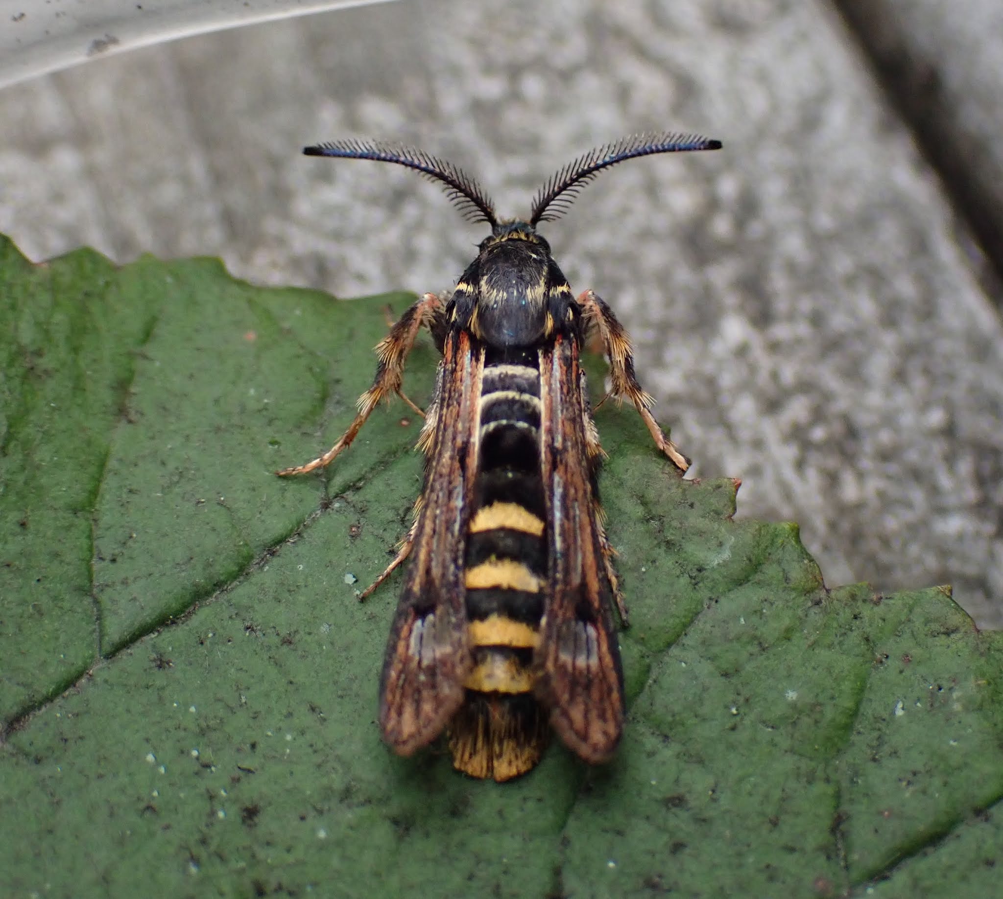 Cottenham Mothing: Raspberry Clearwing