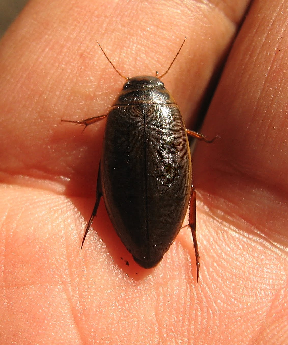 Tangled Web: Coleopteran Conundra
