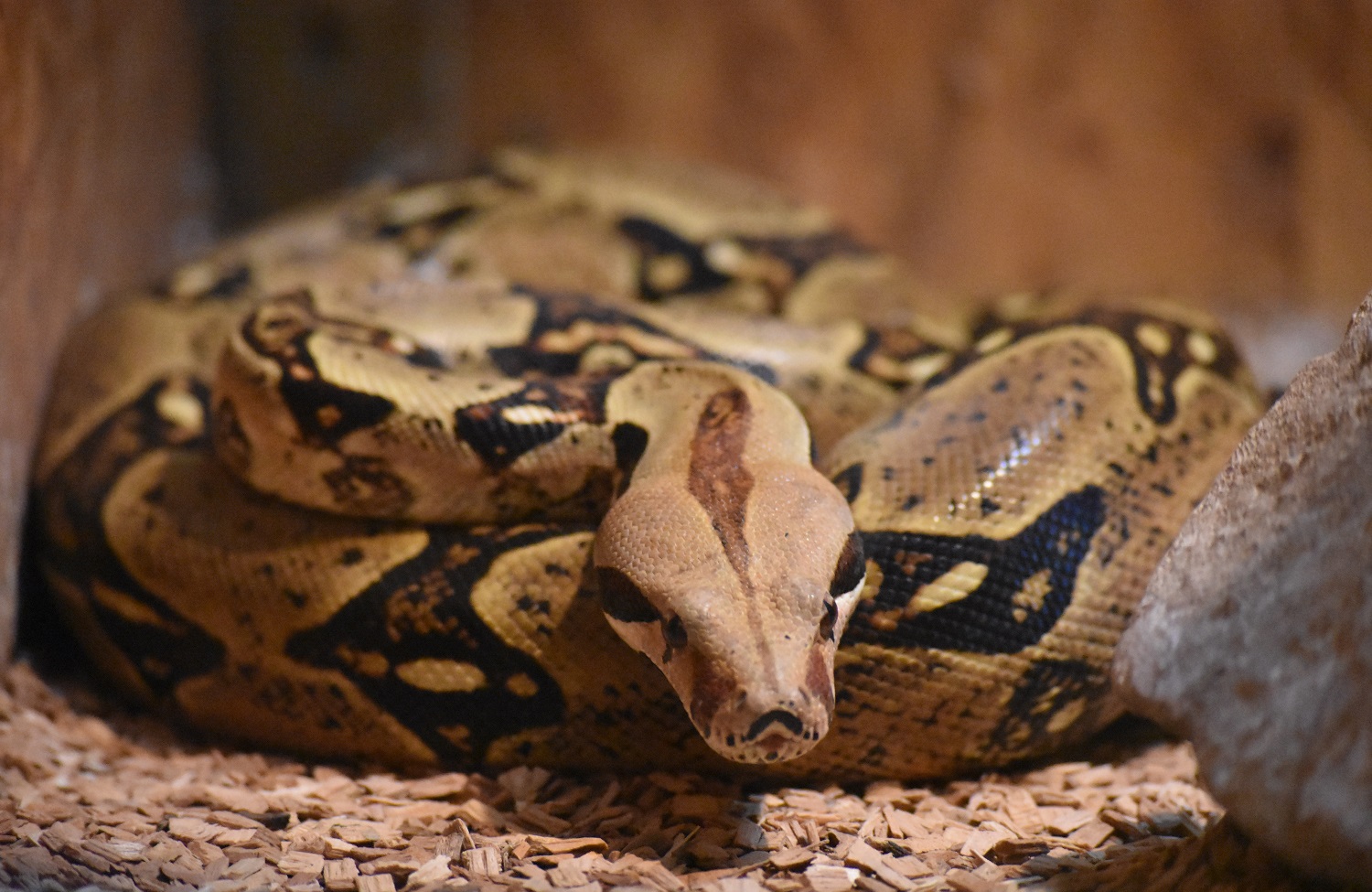 ZOOTOGRAFIANDO (MI COLECCIÓN DE FOTOS DE ANIMALES): BOA CONSTRICTOR ...