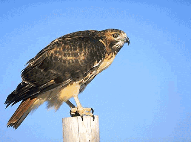 Birds Of Prey: Red Tailed Hawk