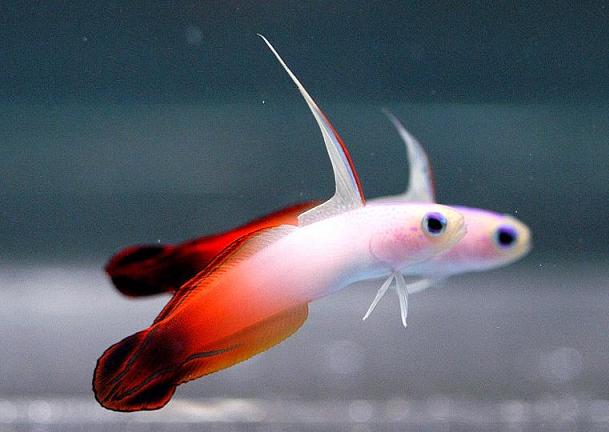 Marine Life: Fire Goby Fish