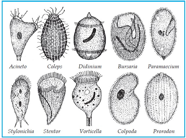 Kamus Istilah Biologi: Ciliata (Siliata)