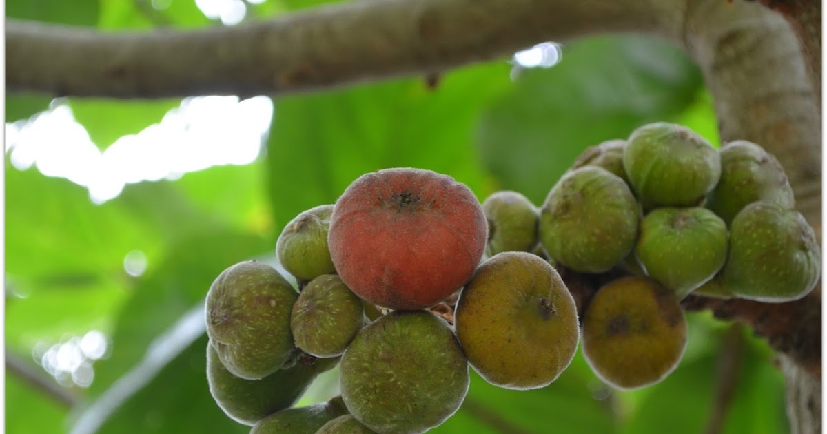 10 Top Medicinal Uses Of Gular Tree | Athipalam (Ficus Racemosa ...