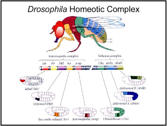 Biophilia: Who am I? Mechanics of Cell Identity