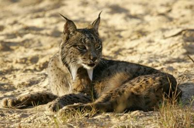 Iberian lynx Facts And Latest Images | All Wildlife Photographs